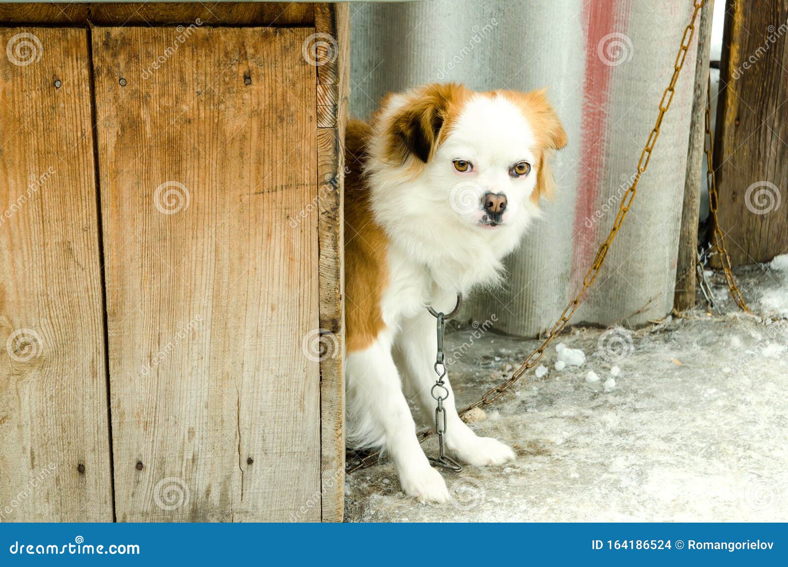 Chained dog stock photo. Image of outdoor, cute, cold - 164186524