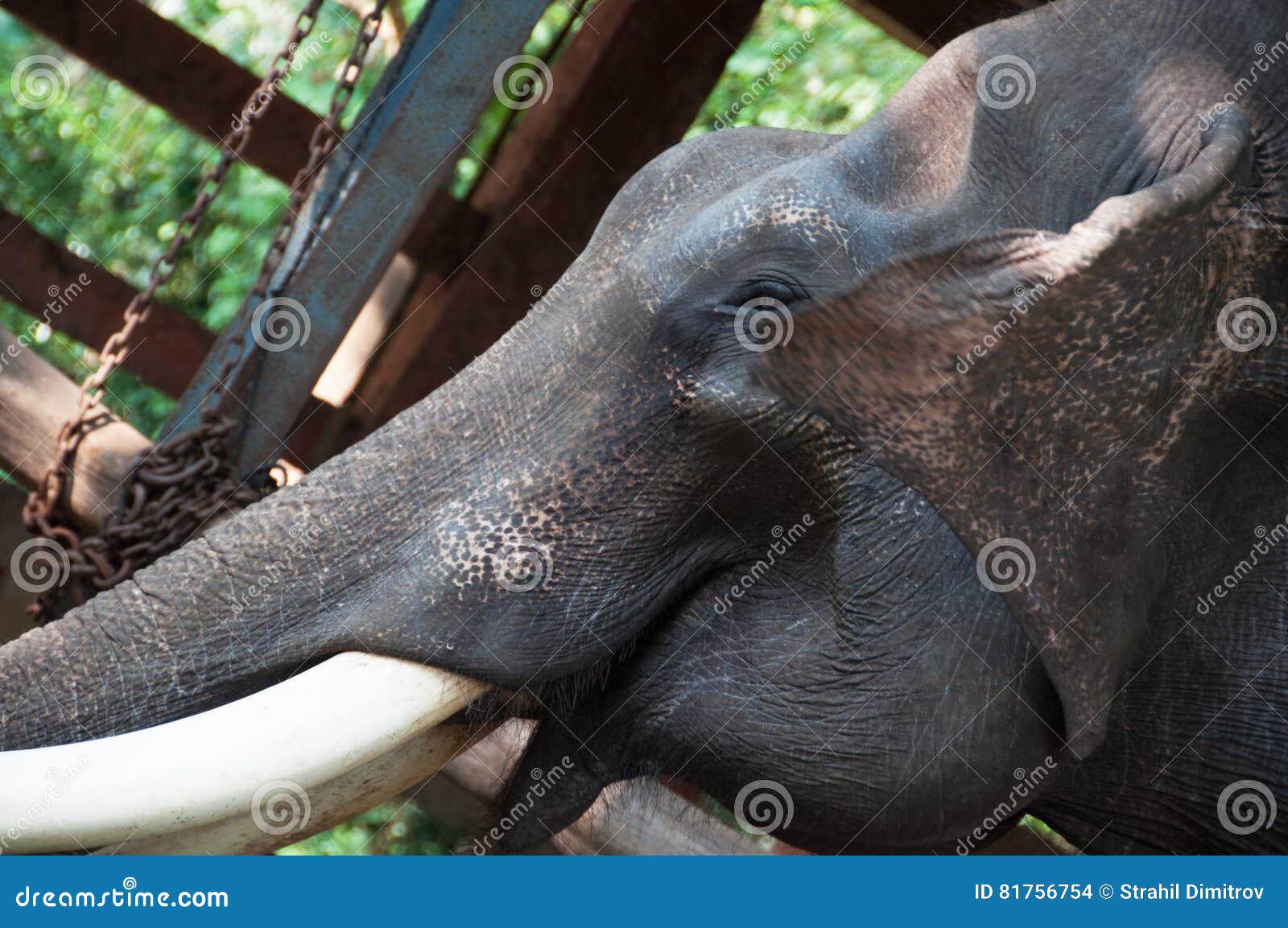 Chained elephant at a zoo stock photo. Image of chains - 81756754