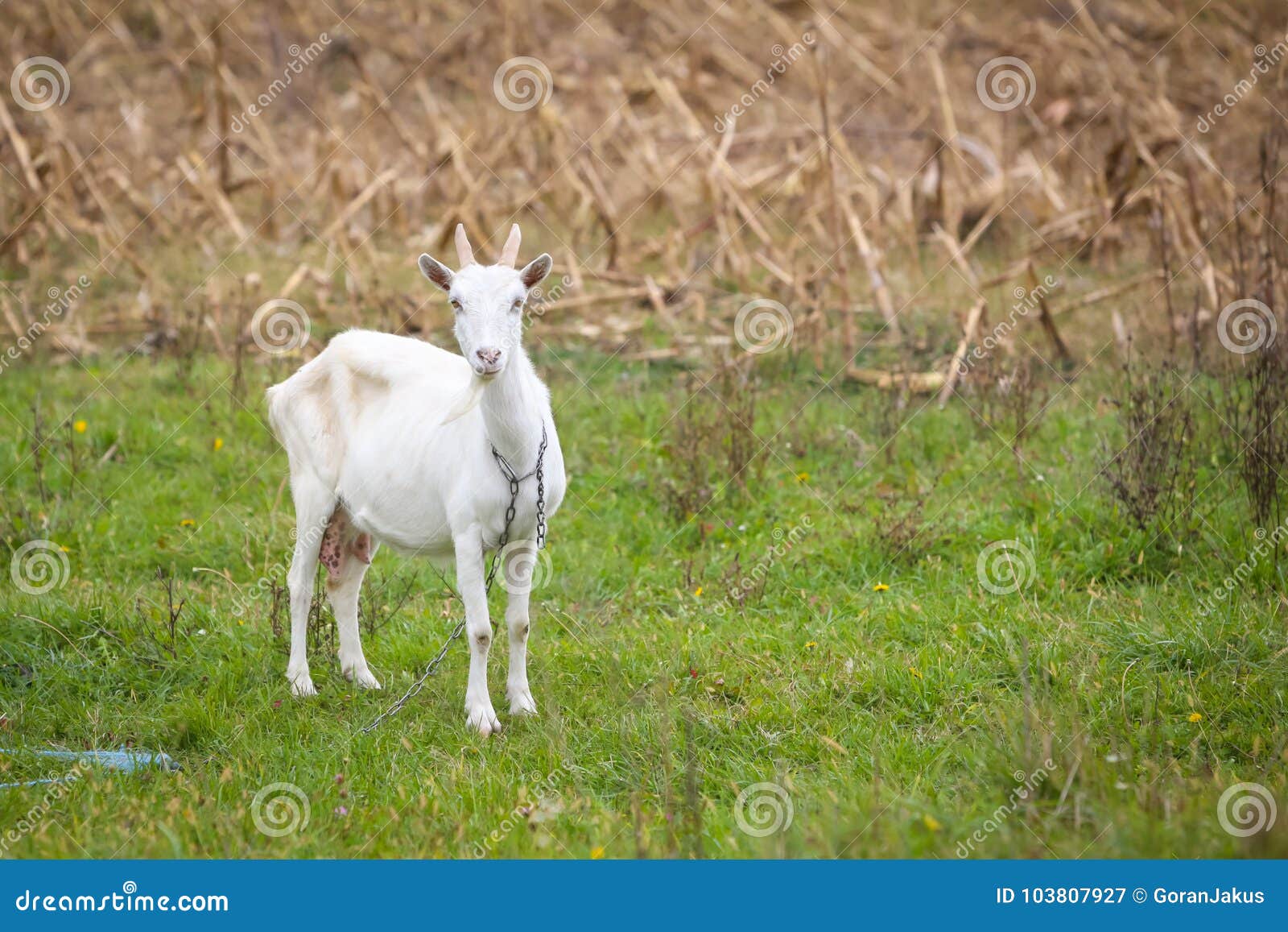 Goat on pasture stock image. Image of pasture, depth - 103807927