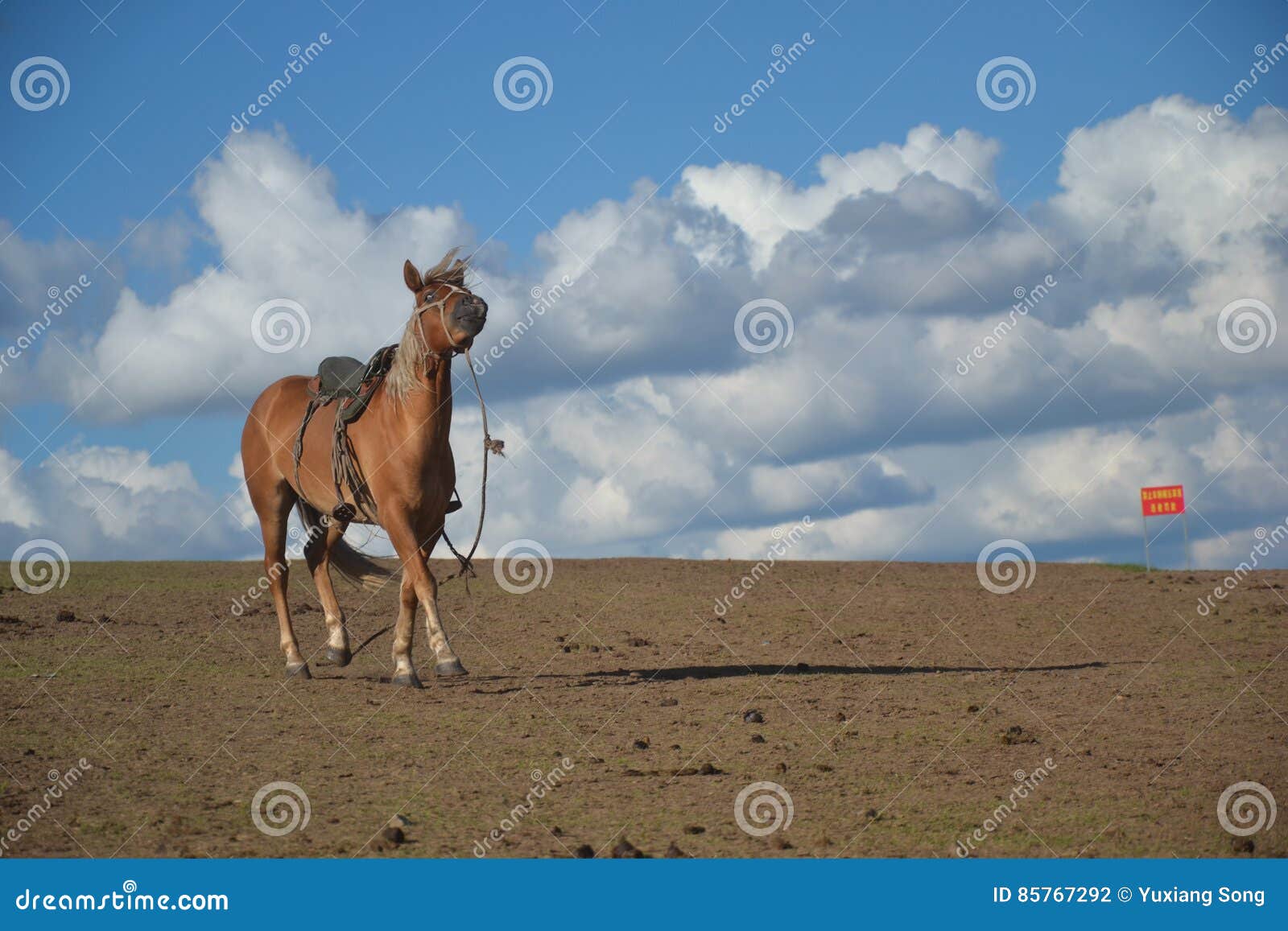 Chained the horse up stock photo. Image of animal, puppy - 85767292