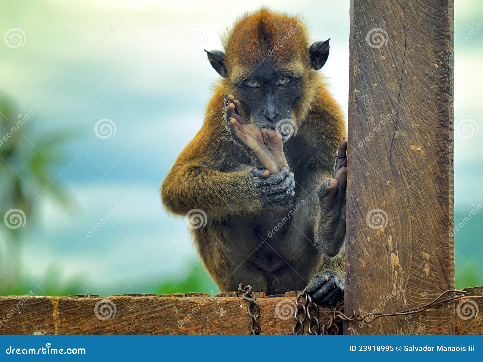 Chained Monkey stock image. Image of chained, animals - 23918995 Chained Monkey stock image. Image of chained, animals - 23918995
