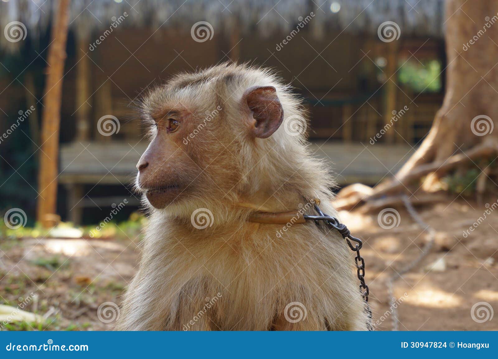 Chained Monkey in a Tourist Area Stock Photo - Image of chained, mammal ...