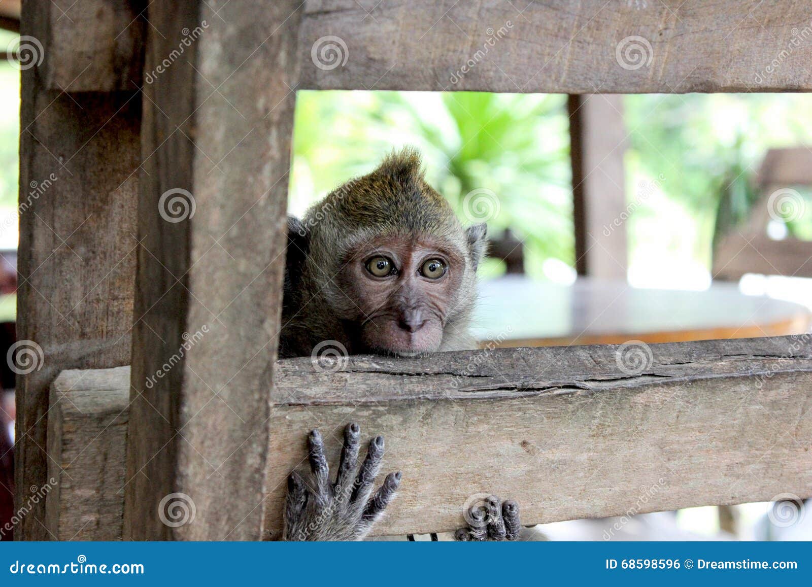 Chained monkey stock photo. Image of animal, nature, primate - 68598596