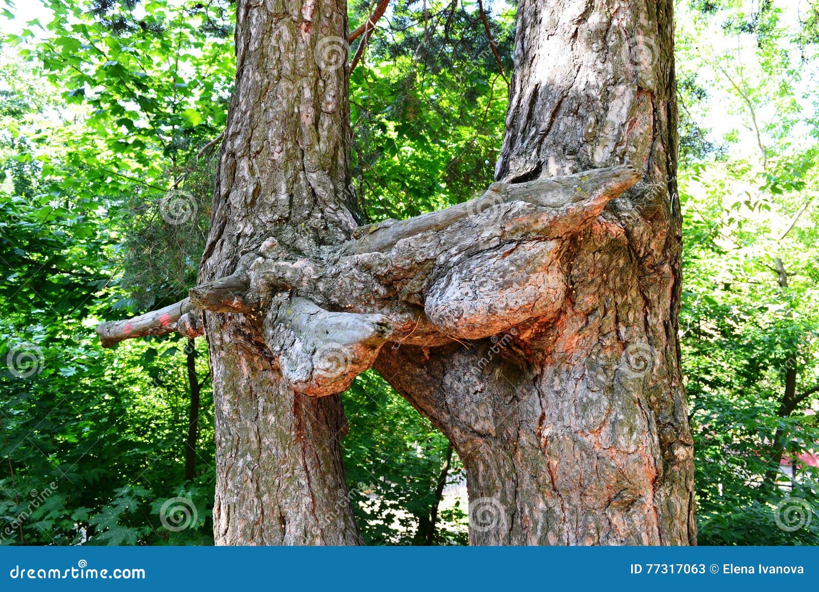 Chained into one stock image. Image of shackled, park - 77317063