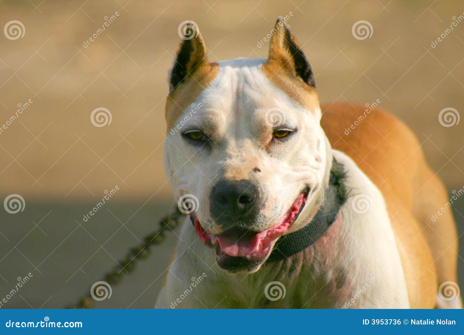 Chained Pit Bull 2 stock photo. Image of chain, legs, dogfight - 3953736