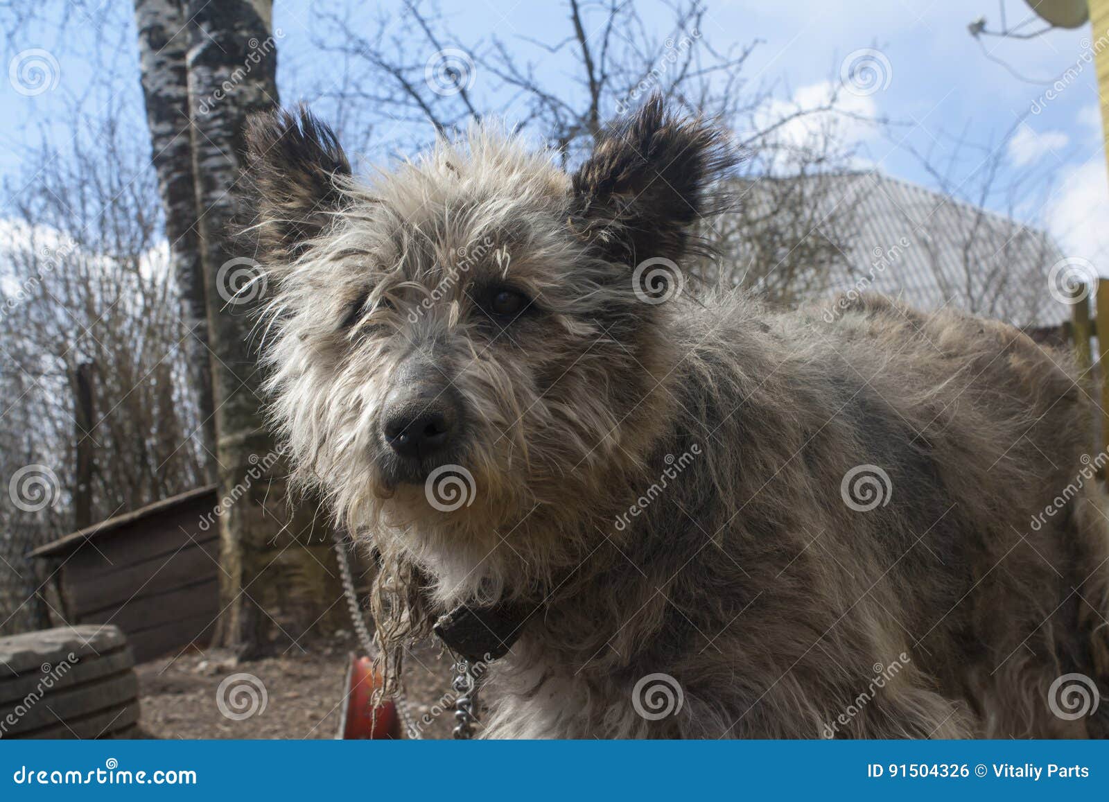 Chained sad, furry pooch stock photo. Image of loyal - 91504326
