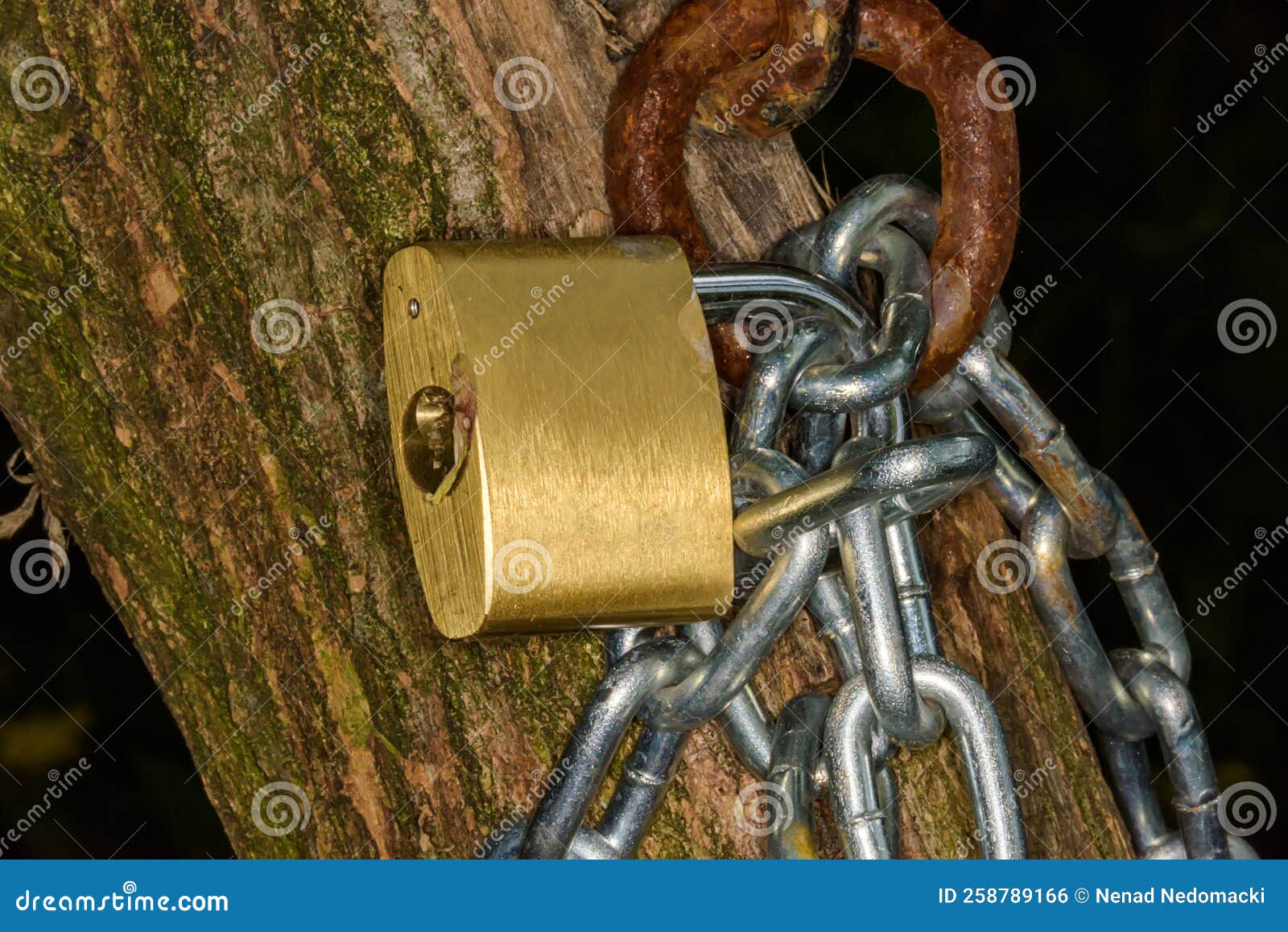 Chained Tree, Symbolizing the Defense of the Forests. Environmental ...