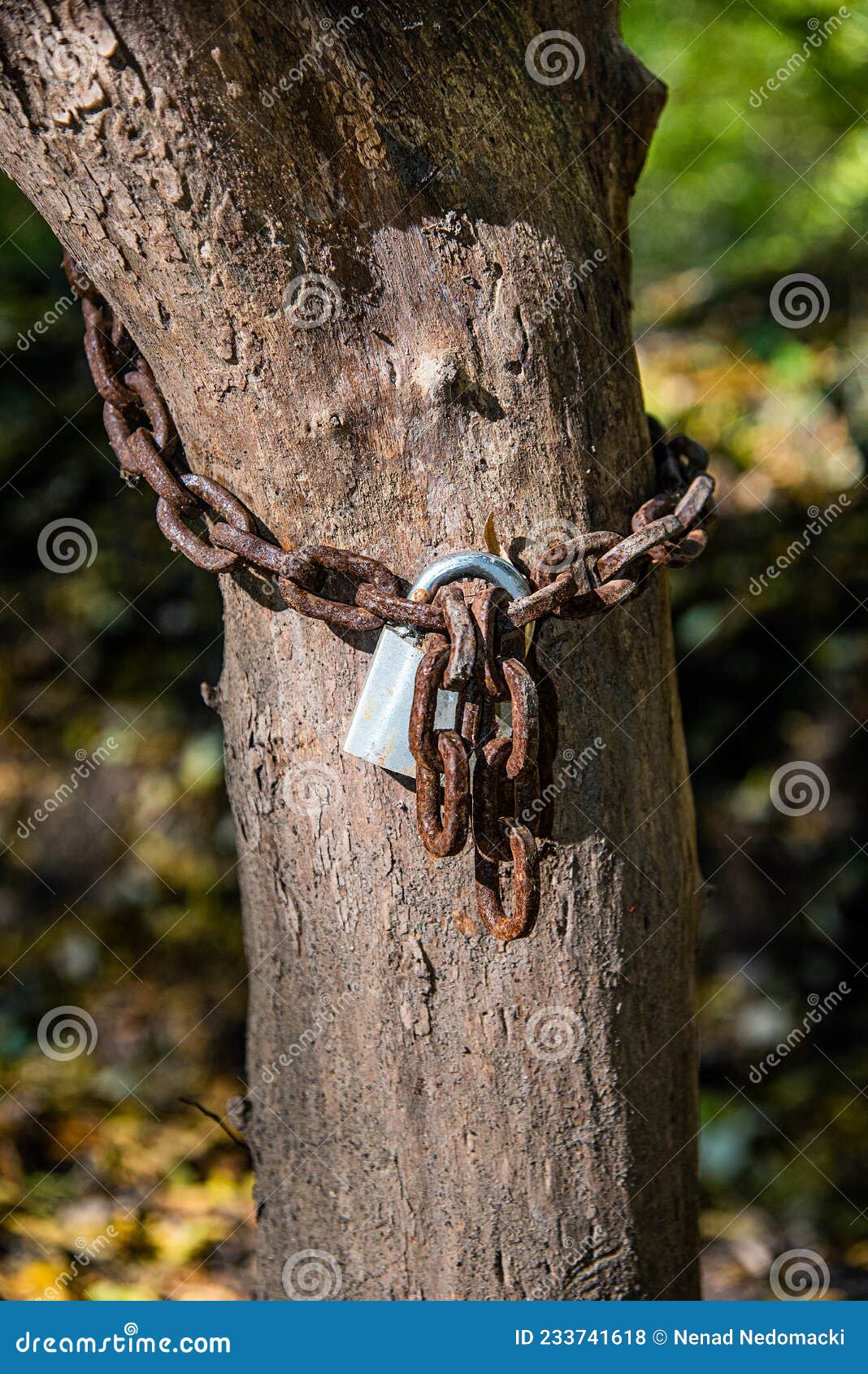 Chained Tree, Symbolizing the Defense of the Forests. Environmental ...