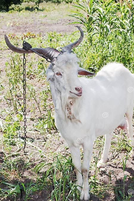 Chained young goat stock photo. Image of agriculture - 10739108