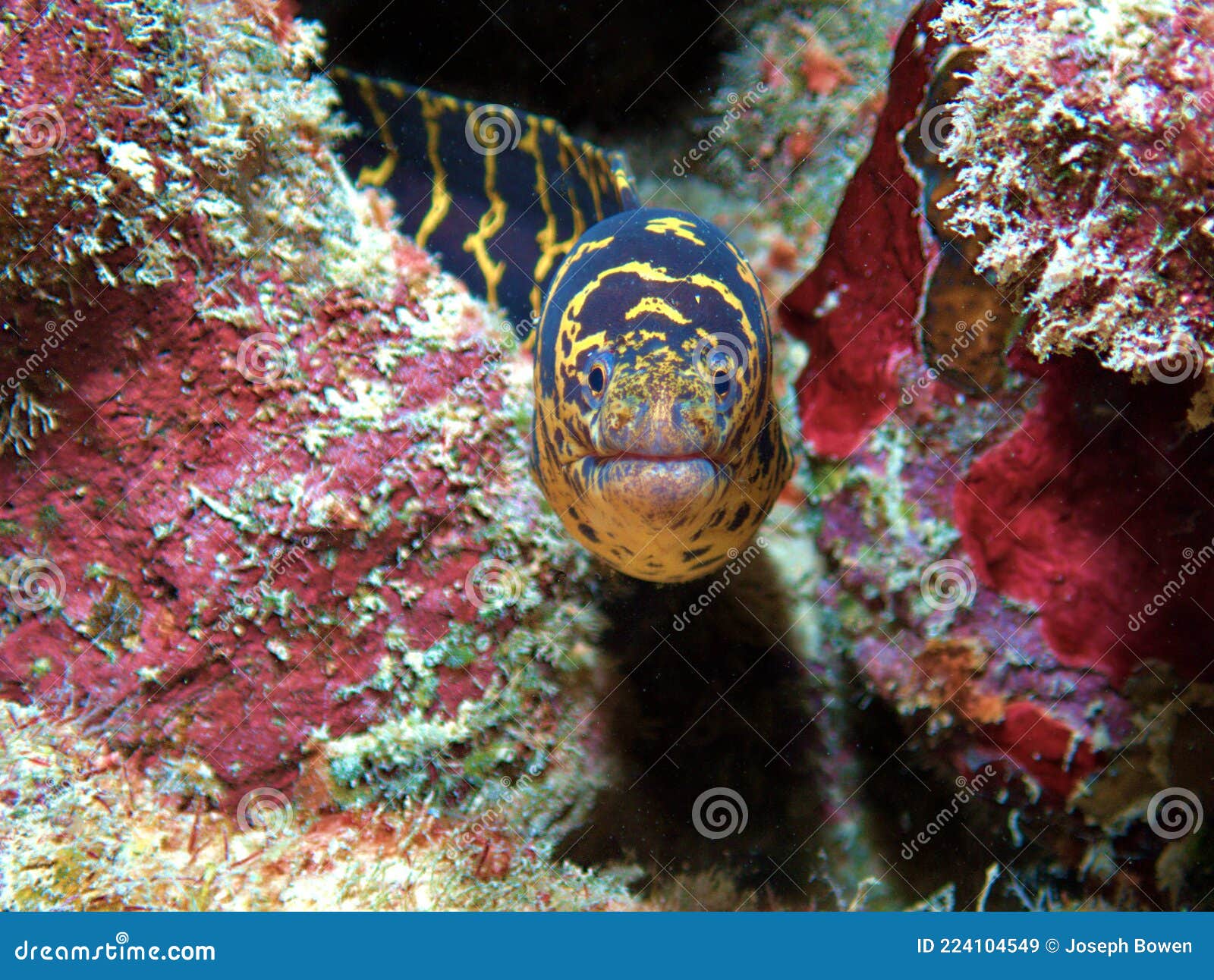 Chainlink Moray Eel stock image. Image of life, portrait - 224104549