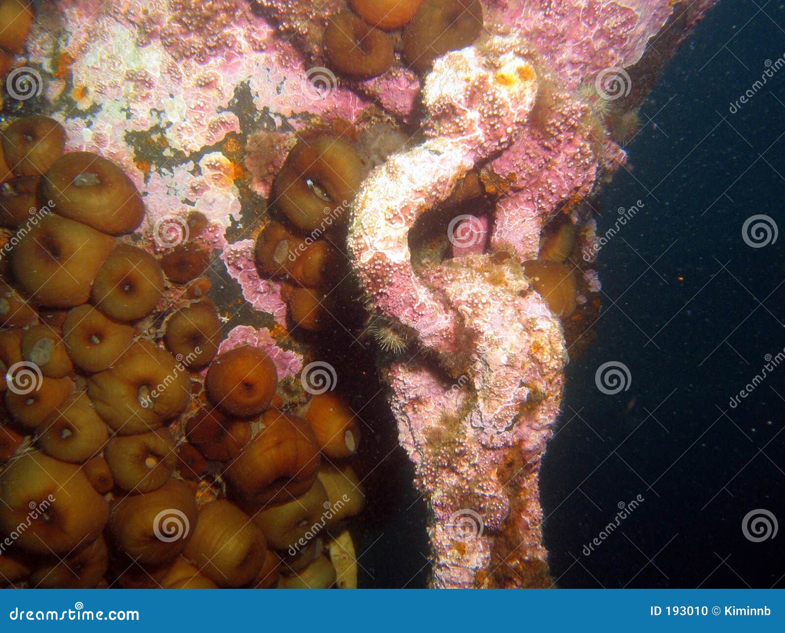 Chains Picture. Image: 193010