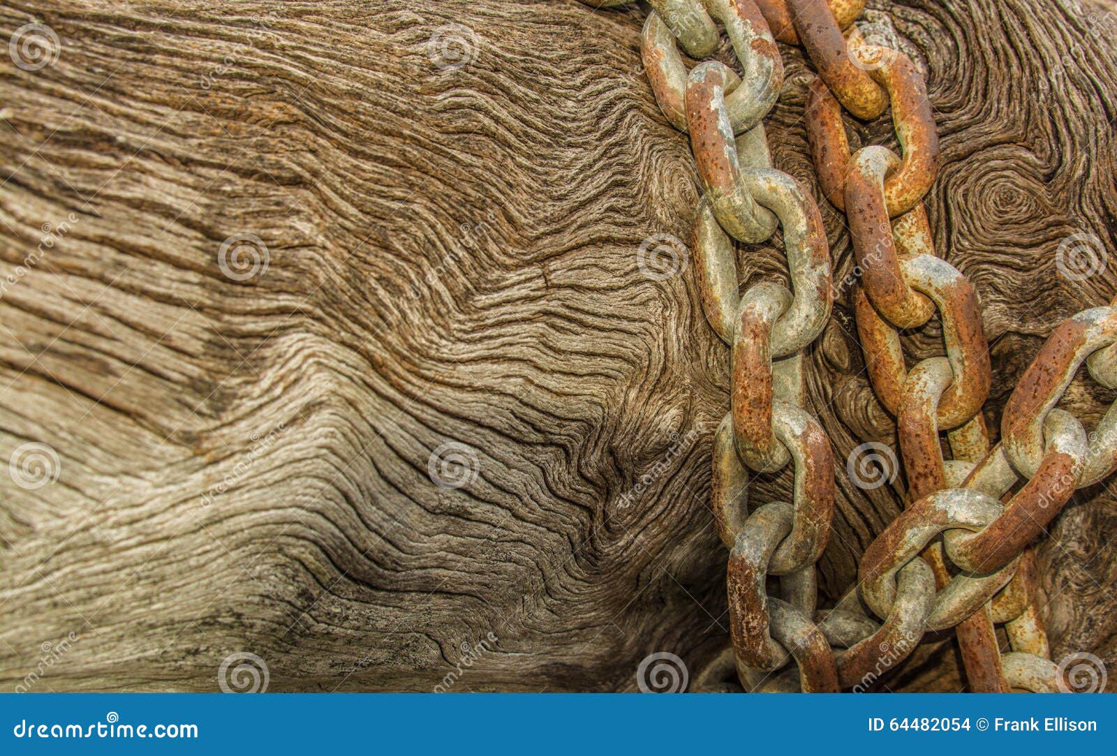Chains stock photo. Image of live, chain, tree, textures - 64482054