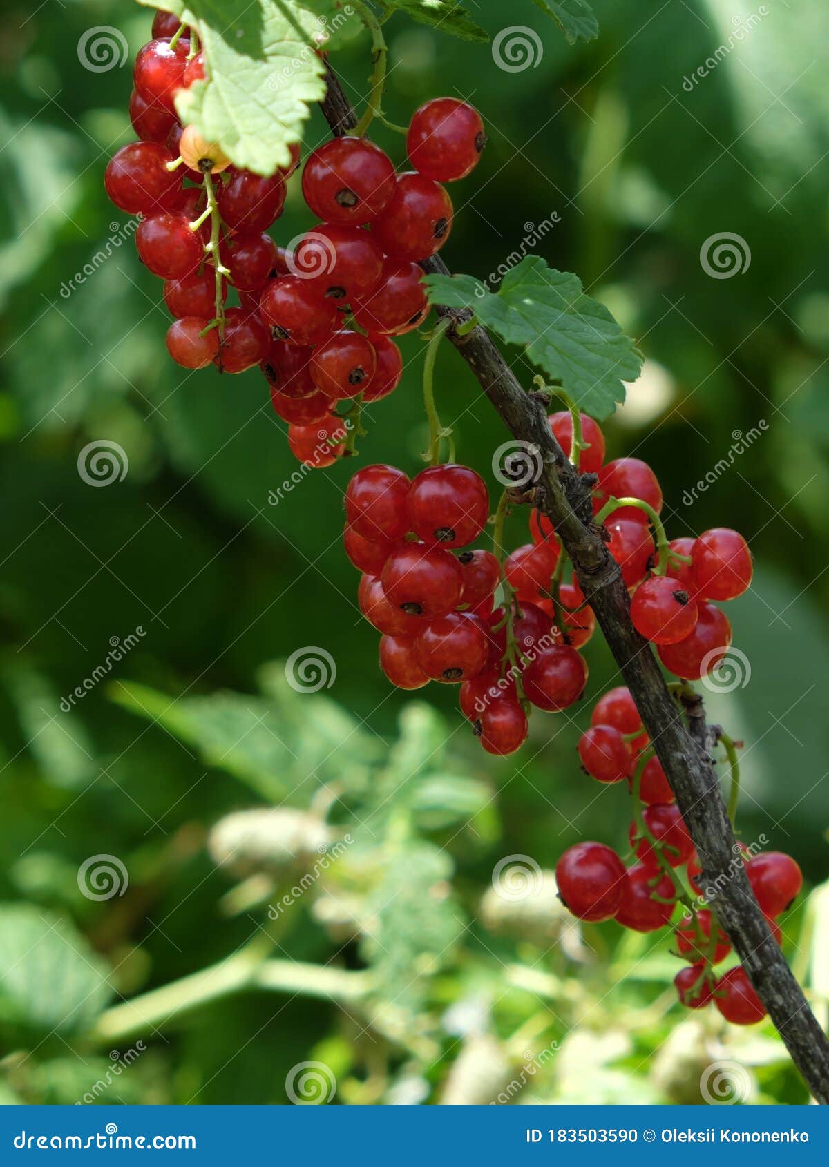 Chains of Ripe Currants on a Branch. Close-up Stock Photo - Image of ...