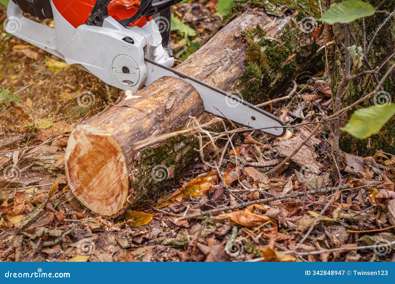 Chainsaw in Action: Lumberjack Cutting Timber Stock Image - Image of ...