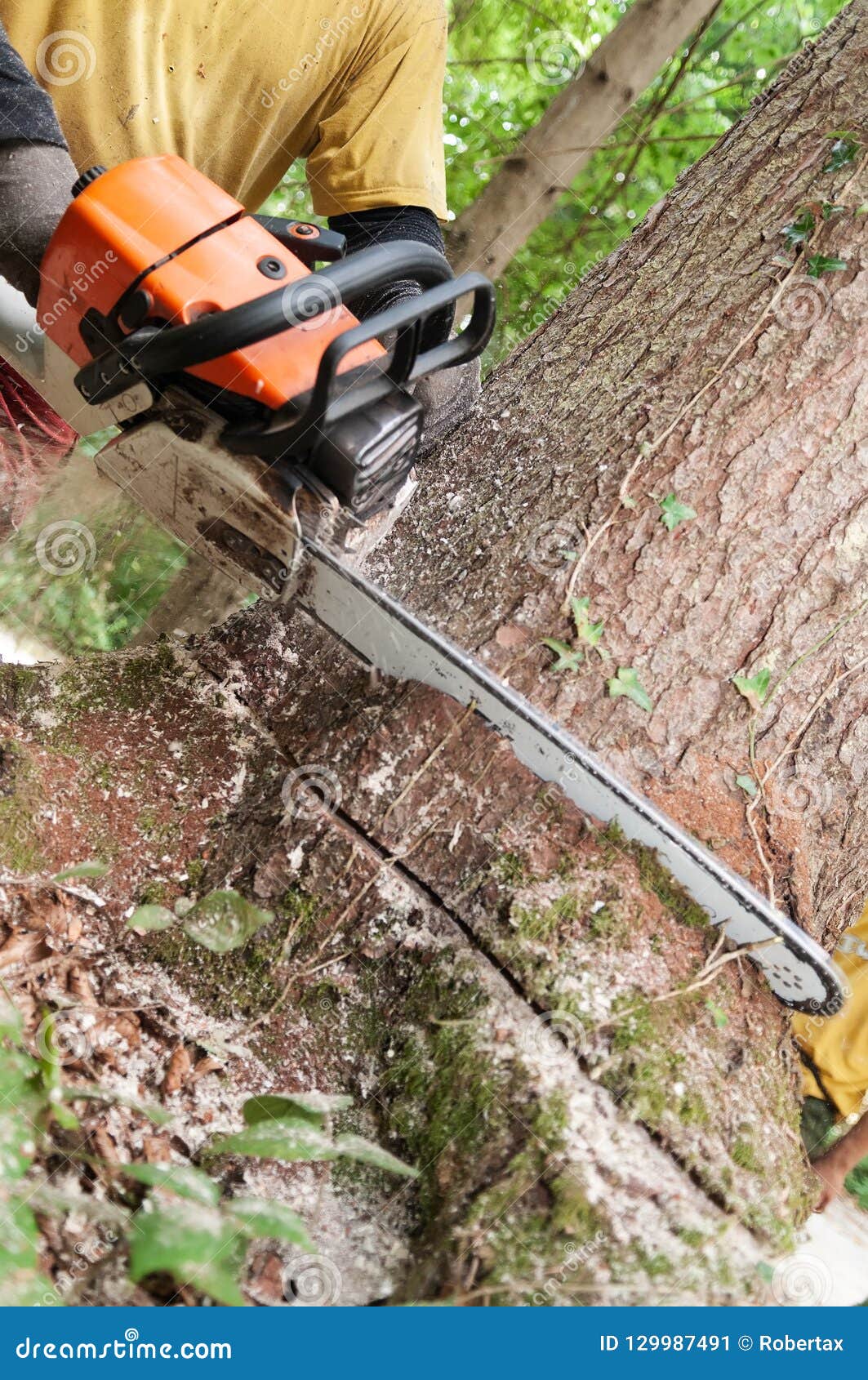 Chainsaw Being Held by Forestry Worker Making a Cut into a Tree Stock ...