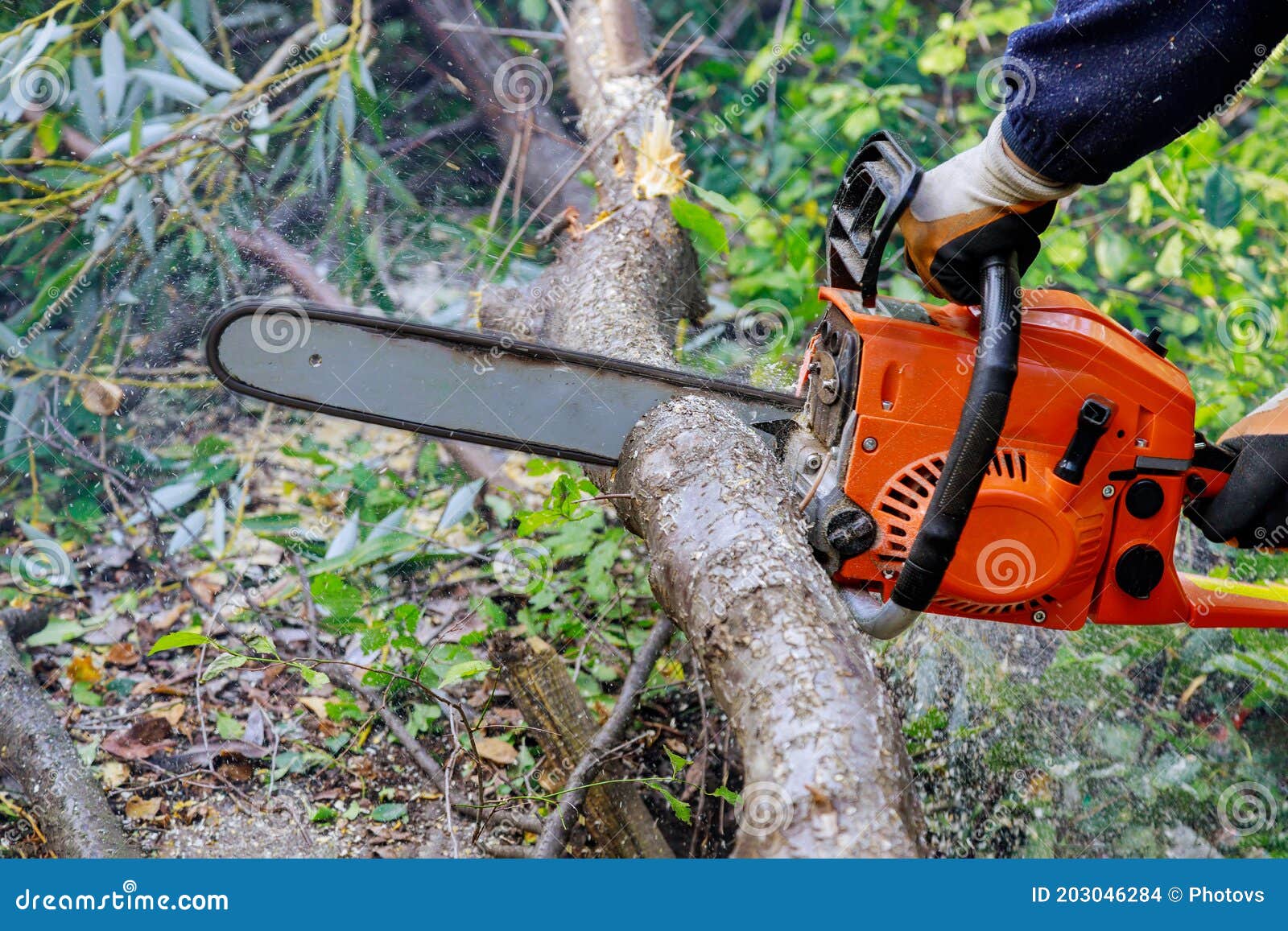 Chainsaw Blade Cutting Falling Tree after Hard Storm Stock Photo ...