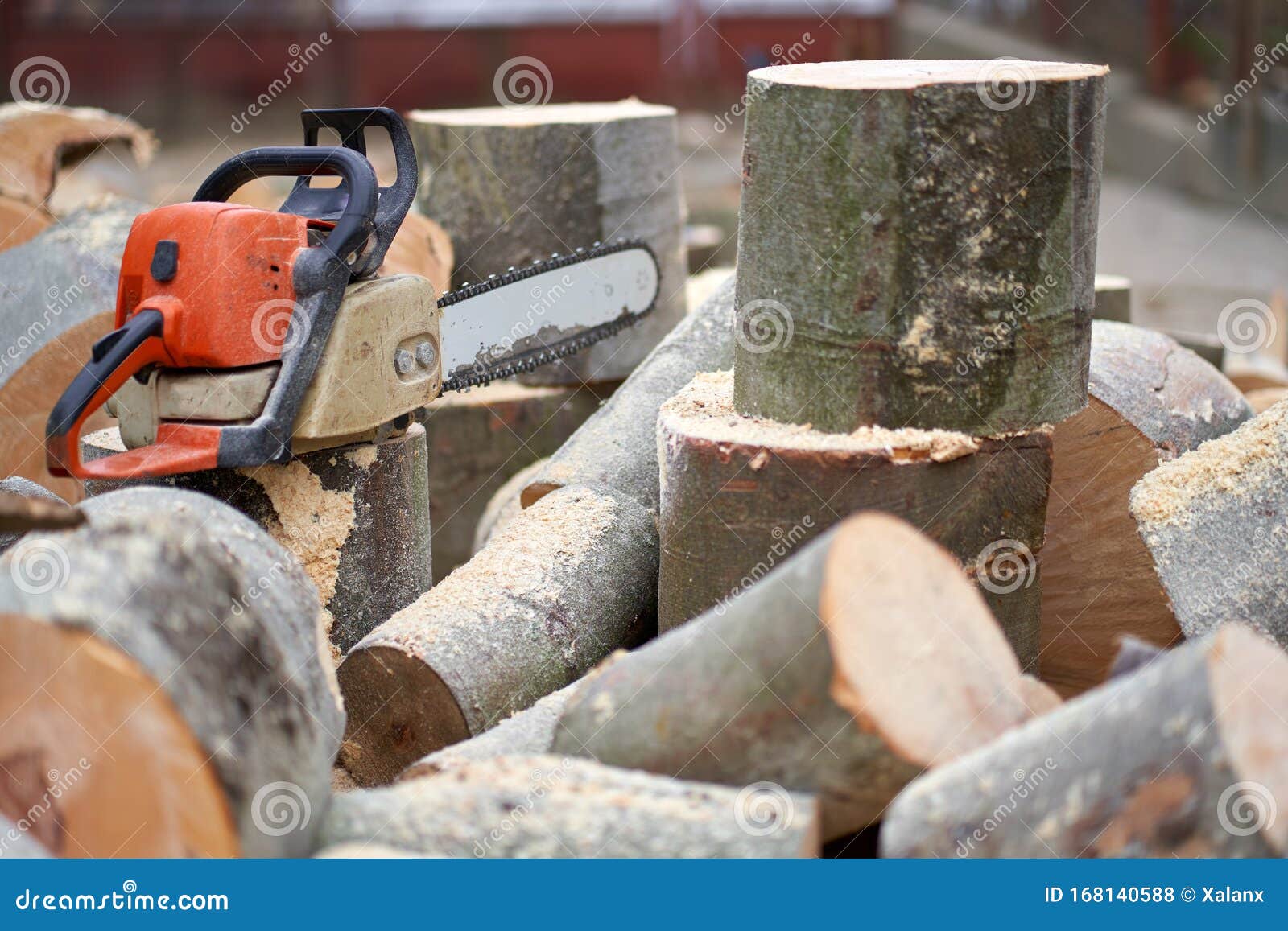 Chainsaw and bucked logs stock photo. Image of firewood - 168140588
