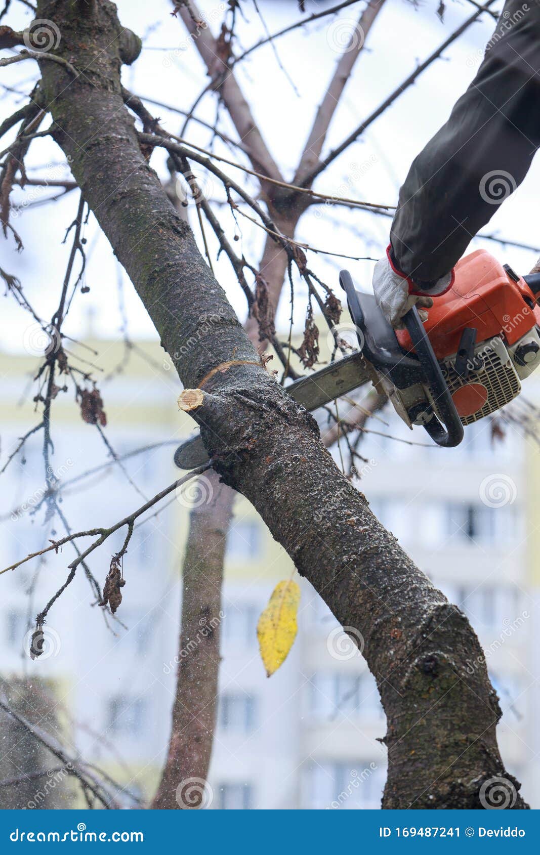 Chainsaw in a hands stock image. Image of garden, forestry - 169487241
