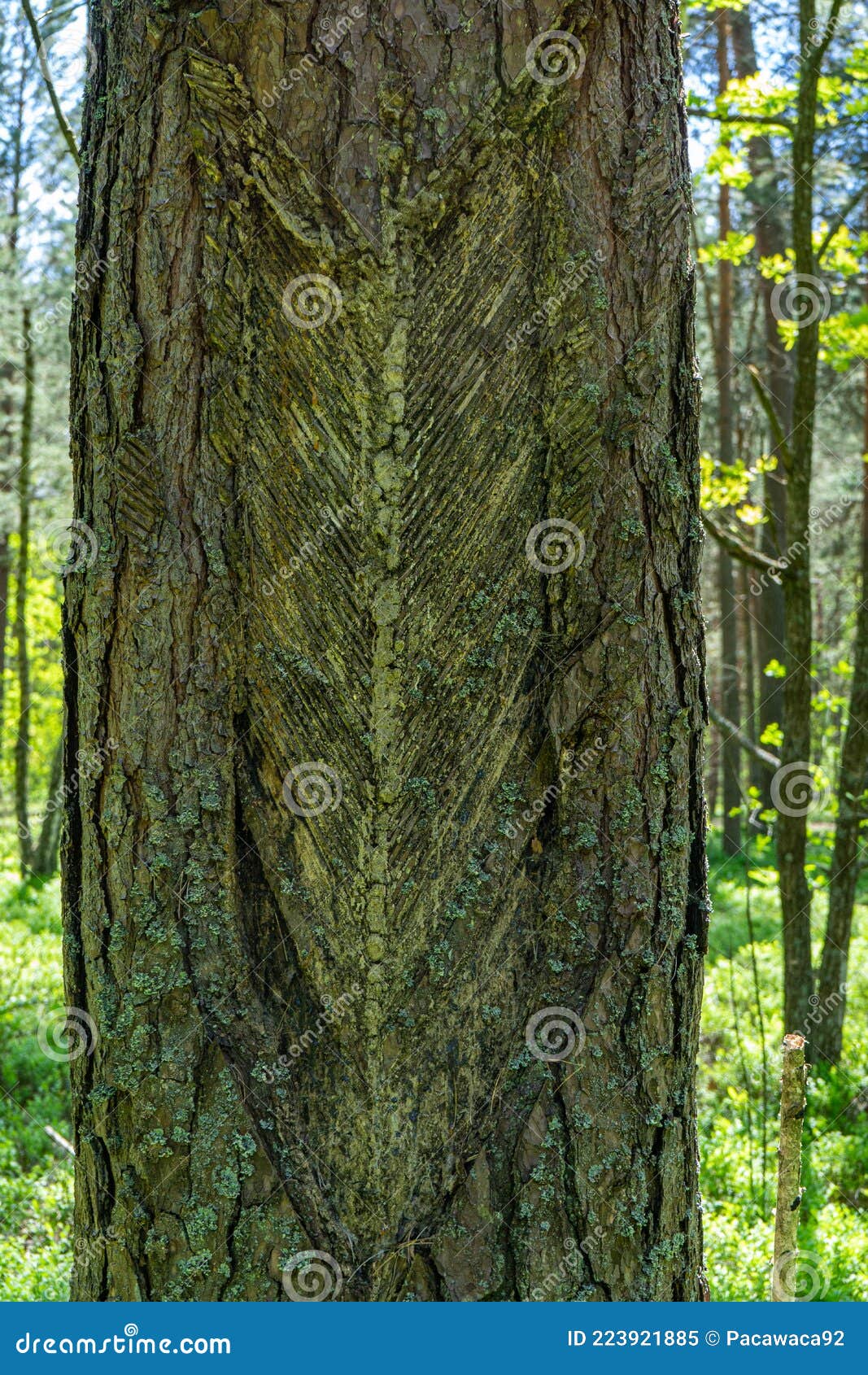 Chainsaw Marks when Collecting Resin on an Old Pine Tree Stock Image ...