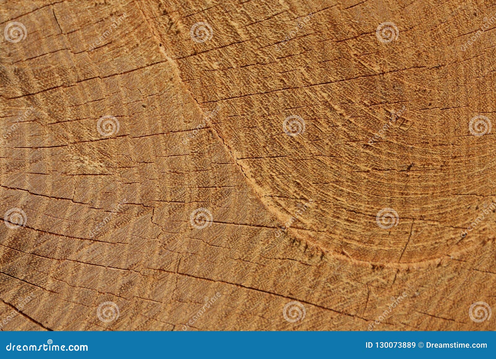 Chainsaw trace on the tree stock image. Image of trace - 130073889