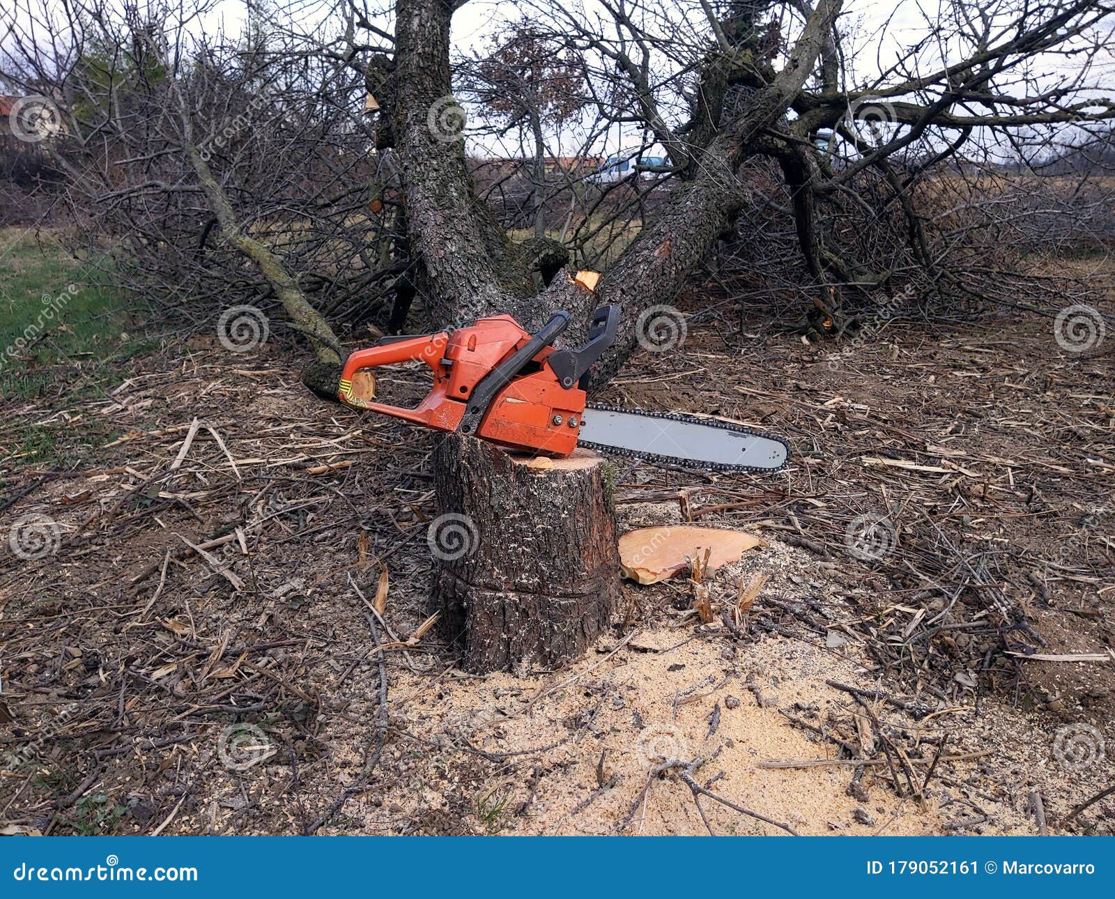 Chainsaw tree stump stock image. Image of outdoors, forestry - 179052161