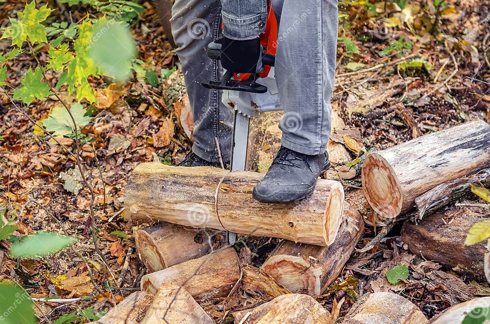 Chainsaw Worker Cutting a Large Tree Trunk in the Woods Stock Image ...