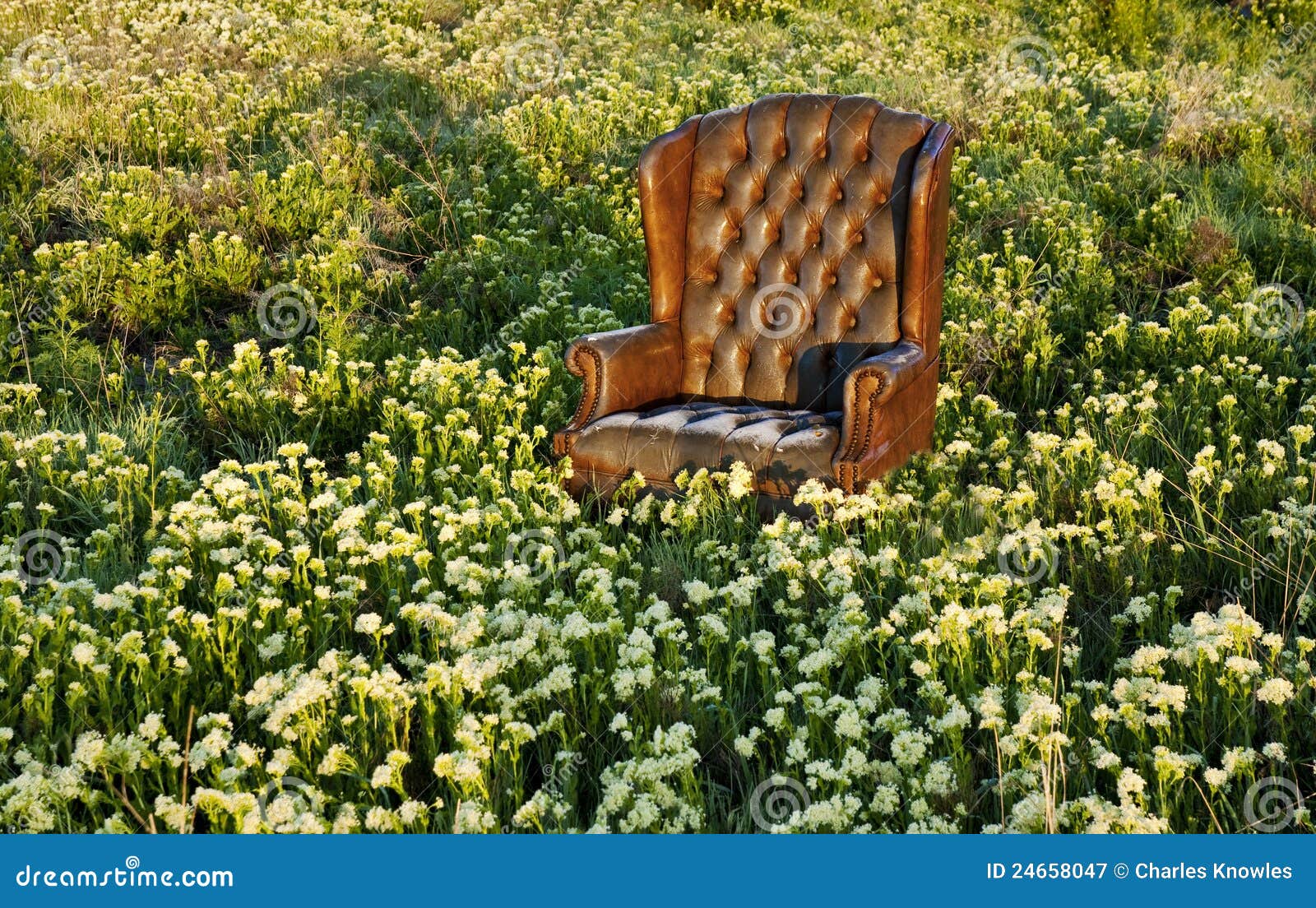 Chair in a Field of Flowers Stock Image - Image of green, flowers: 24658047