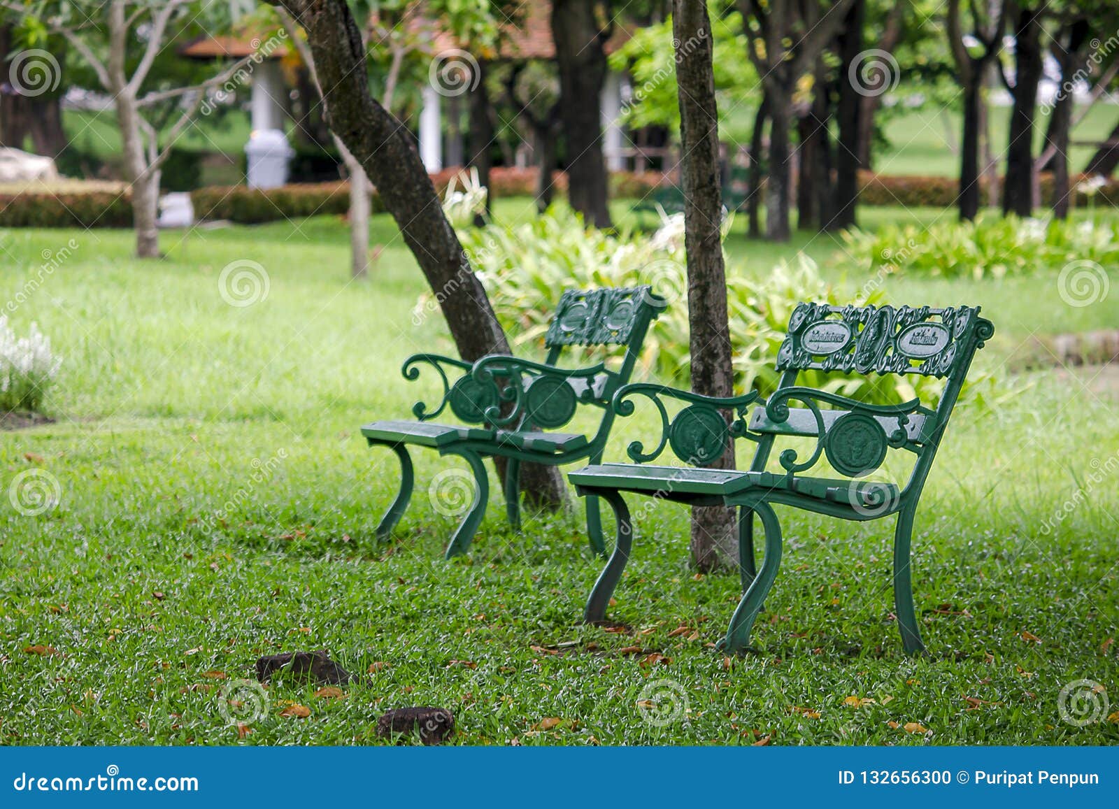 Chair in a Park Under a Tree Stock Photo - Image of outside, grass ...