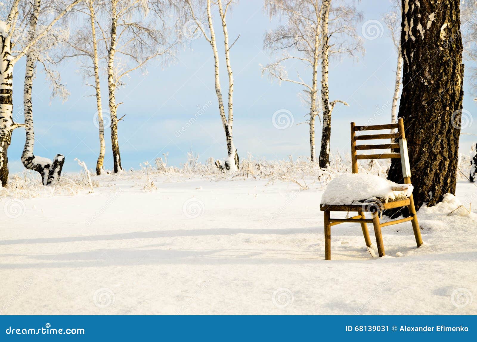 Chair Stands in the Midst of Winter Birch Stock Image - Image of white ...