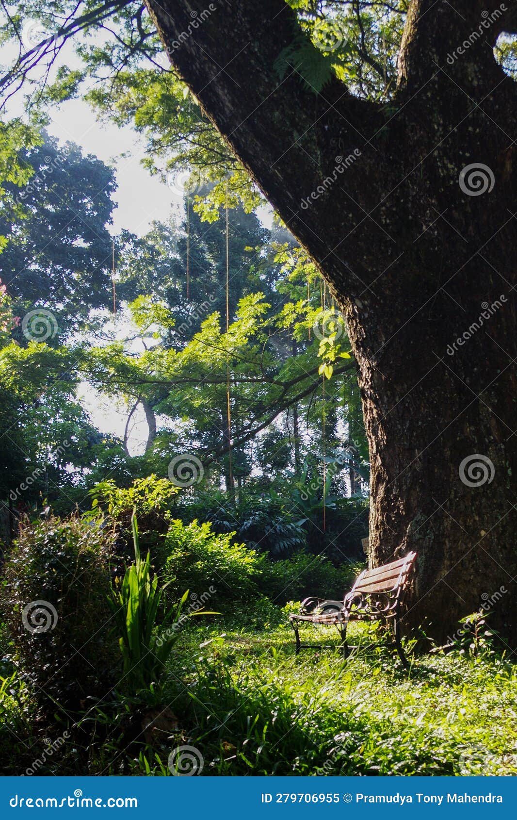 Chair Under a Shady Tree stock image. Image of shady - 279706955