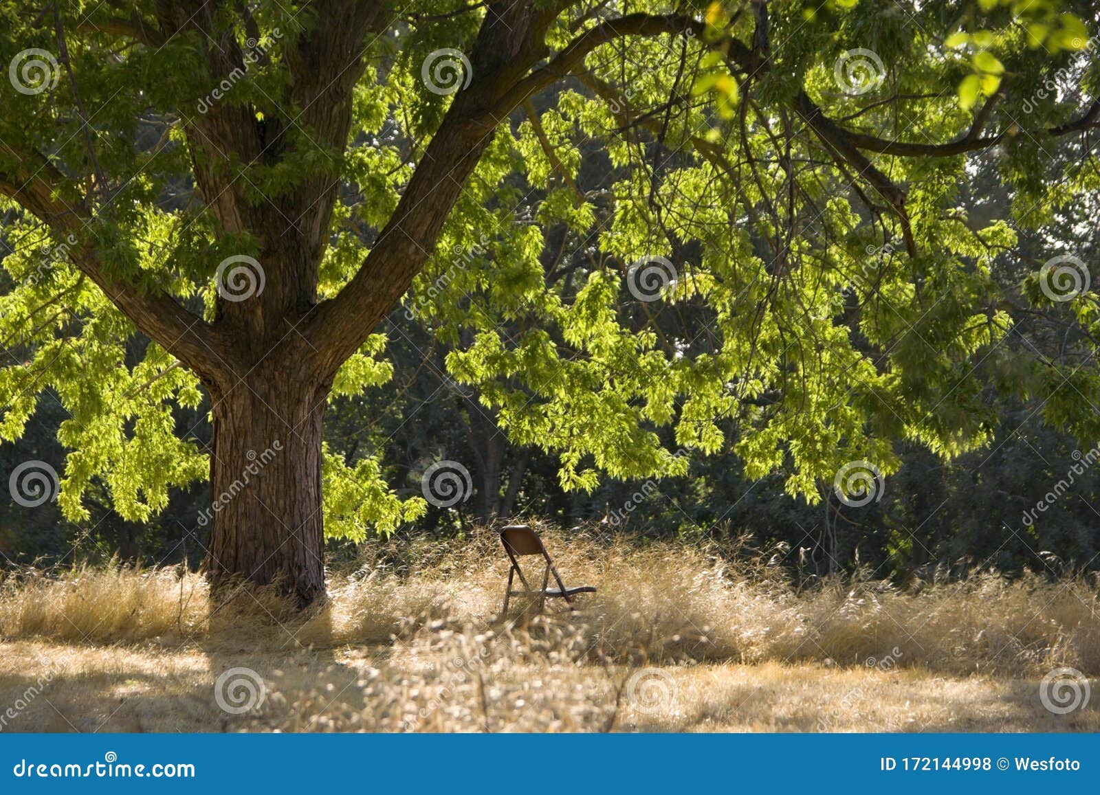 Chair Under Tree stock photo. Image of branch, grass - 172144998