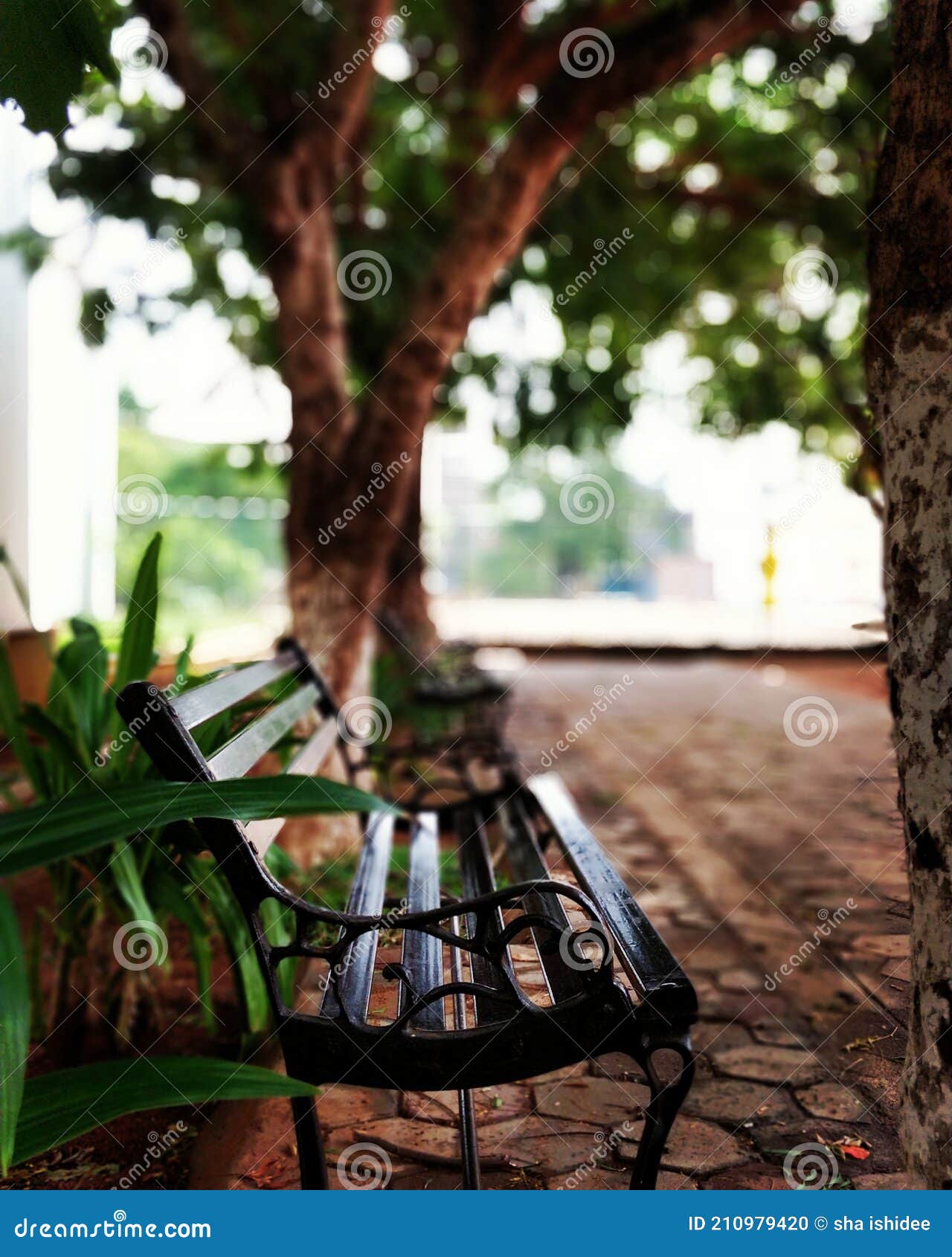 Chair under the tree stock photo. Image of yellow, tree - 210979420
