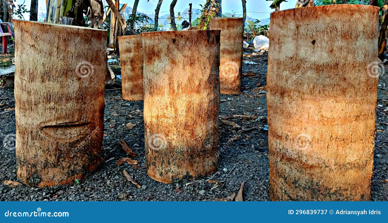Chairs from Coconut Tree Trunks Stock Image - Image of pieces, branch ...