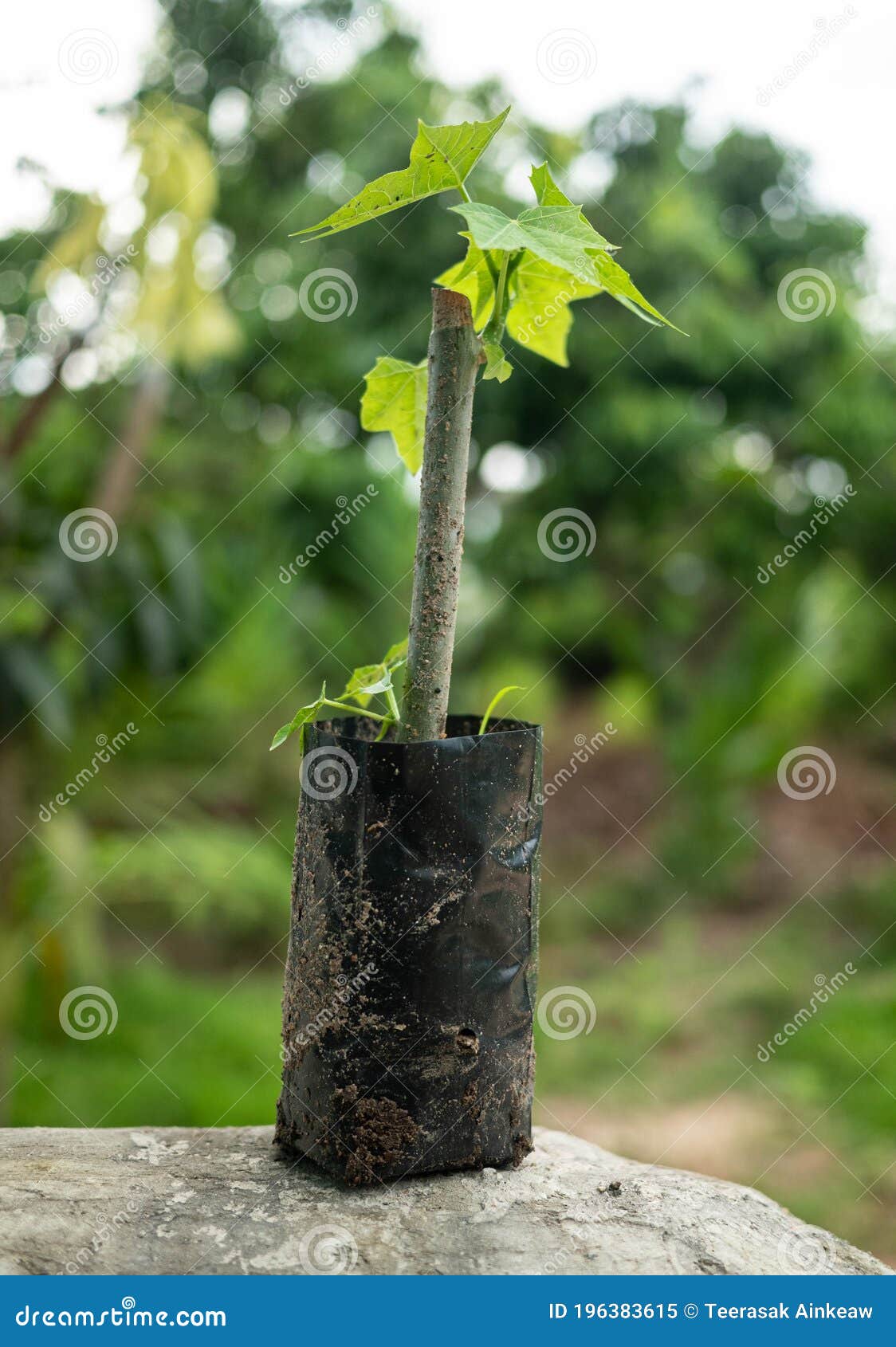 The Chaiya Tree in the Garden. Tree Spinach or Mexican Kale, Vegetables ...