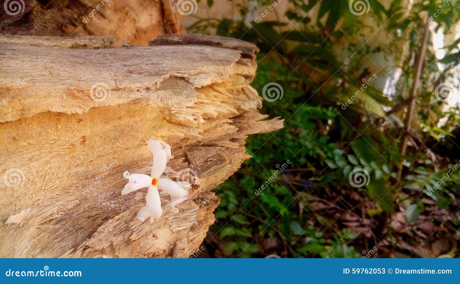 Chakka stock image. Image of chakka, behappy - 59762053