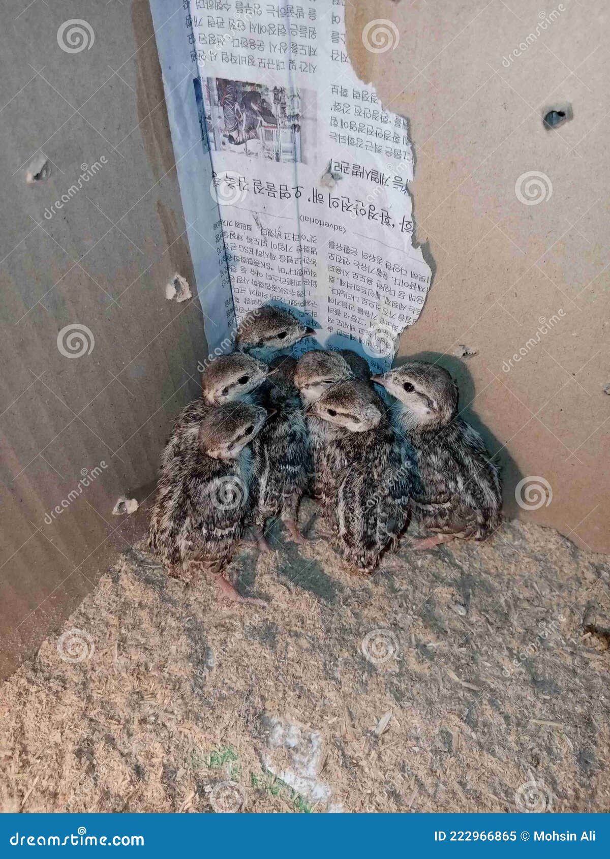 Chakor Chick sale discount stock image. Image of month - 222966865