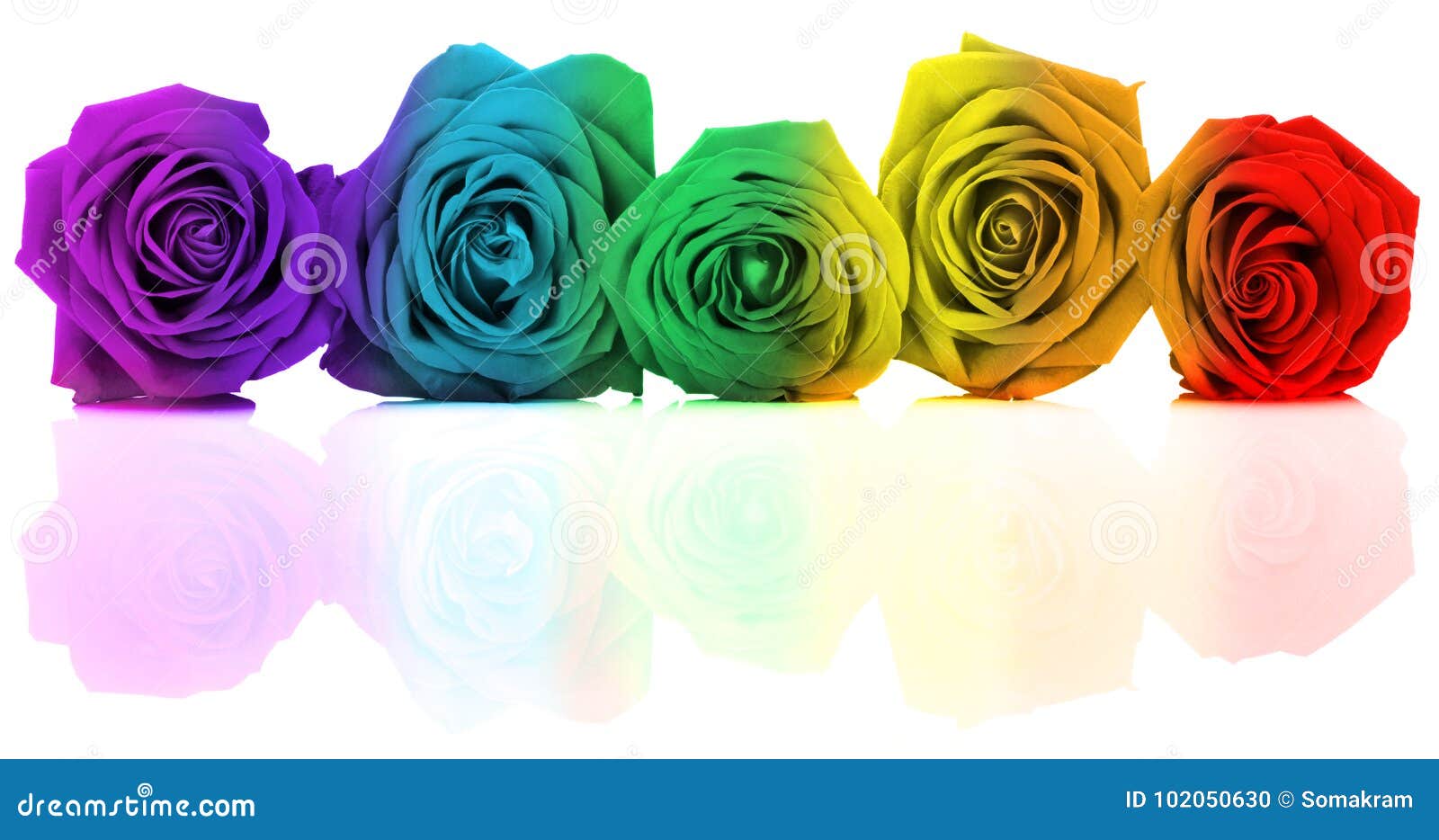Row Of Chakra Roses Stock Photography | CartoonDealer.com #102050630