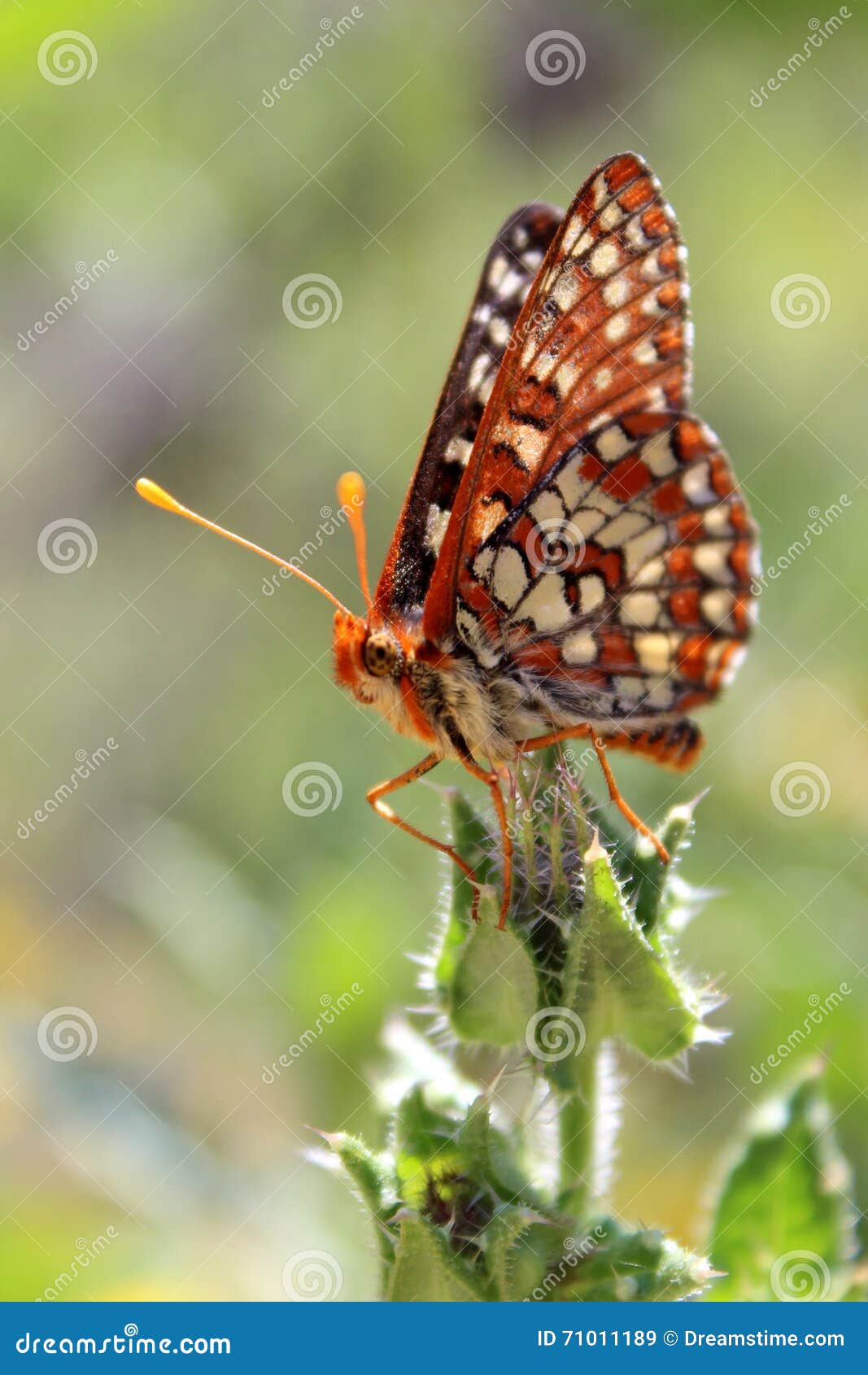 Chalcedon Checkerspot Butterfly on Leaf Stock Image - Image of leaf ...