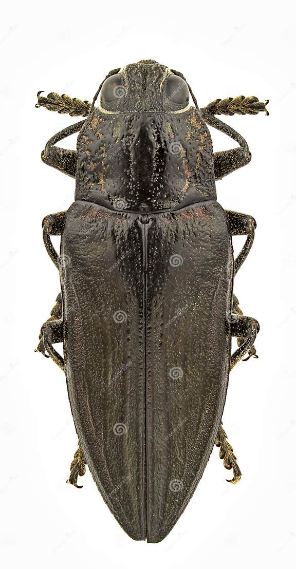 Chalcophora detrita stock image. Image of shot, invertebrate - 18222045