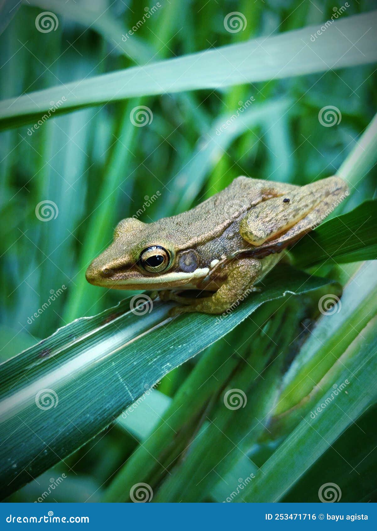 Chalcorana Chalconota, Frogs that are in Thatch Stock Photo - Image of ...