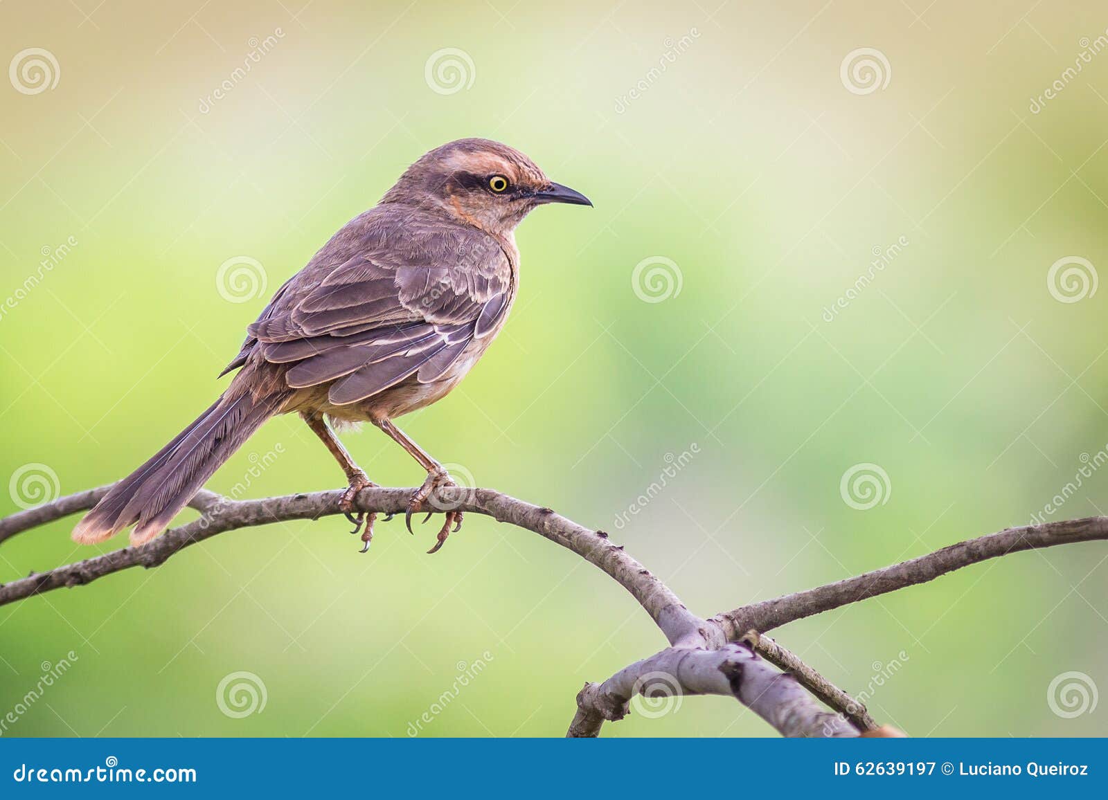 Chalk-browed Mockingbird - Mimus Saturninus Stock Image - Image of ...