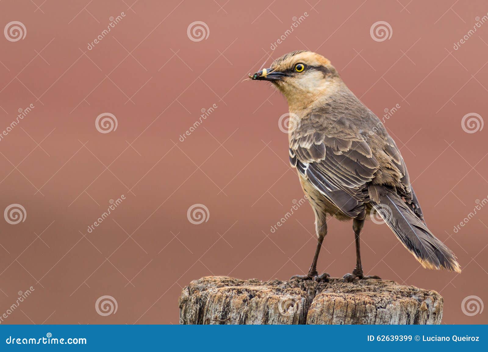 Chalk-browed Mockingbird - Mimus Saturninus Stock Image - Image of ...