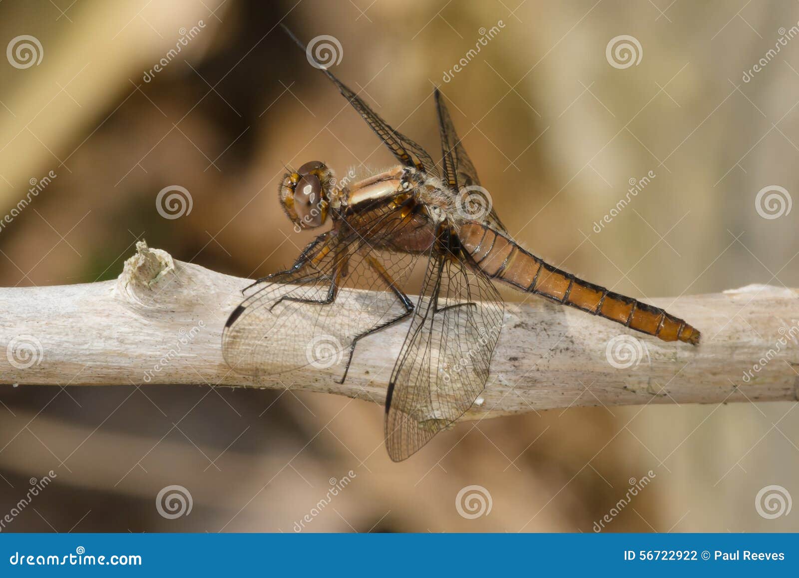 Chalk-fronted Corporal Dragonfly - Ladona Julia Stock Photo - Image of ...