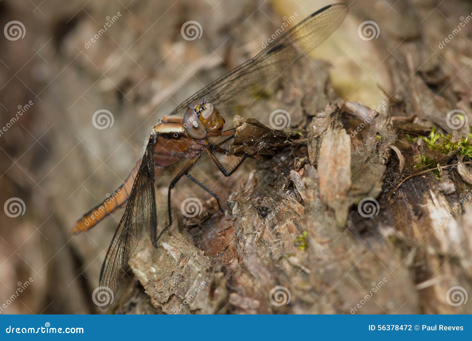 Chalk-fronted Corporal Dragonfly - Ladona Julia Stock Photo - Image of ...