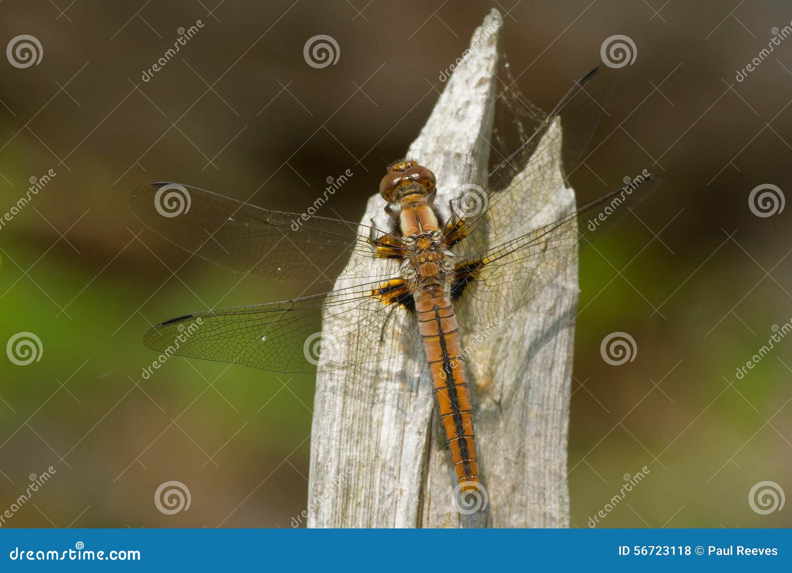 Chalk-fronted Corporal Dragonfly - Ladona Julia Stock Photo - Image of ...