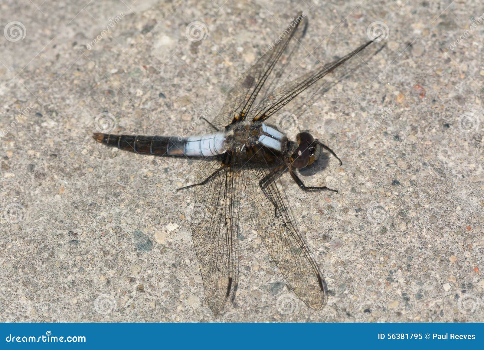 Chalk-fronted Corporal Dragonfly - Ladona Julia Stock Image - Image of ...