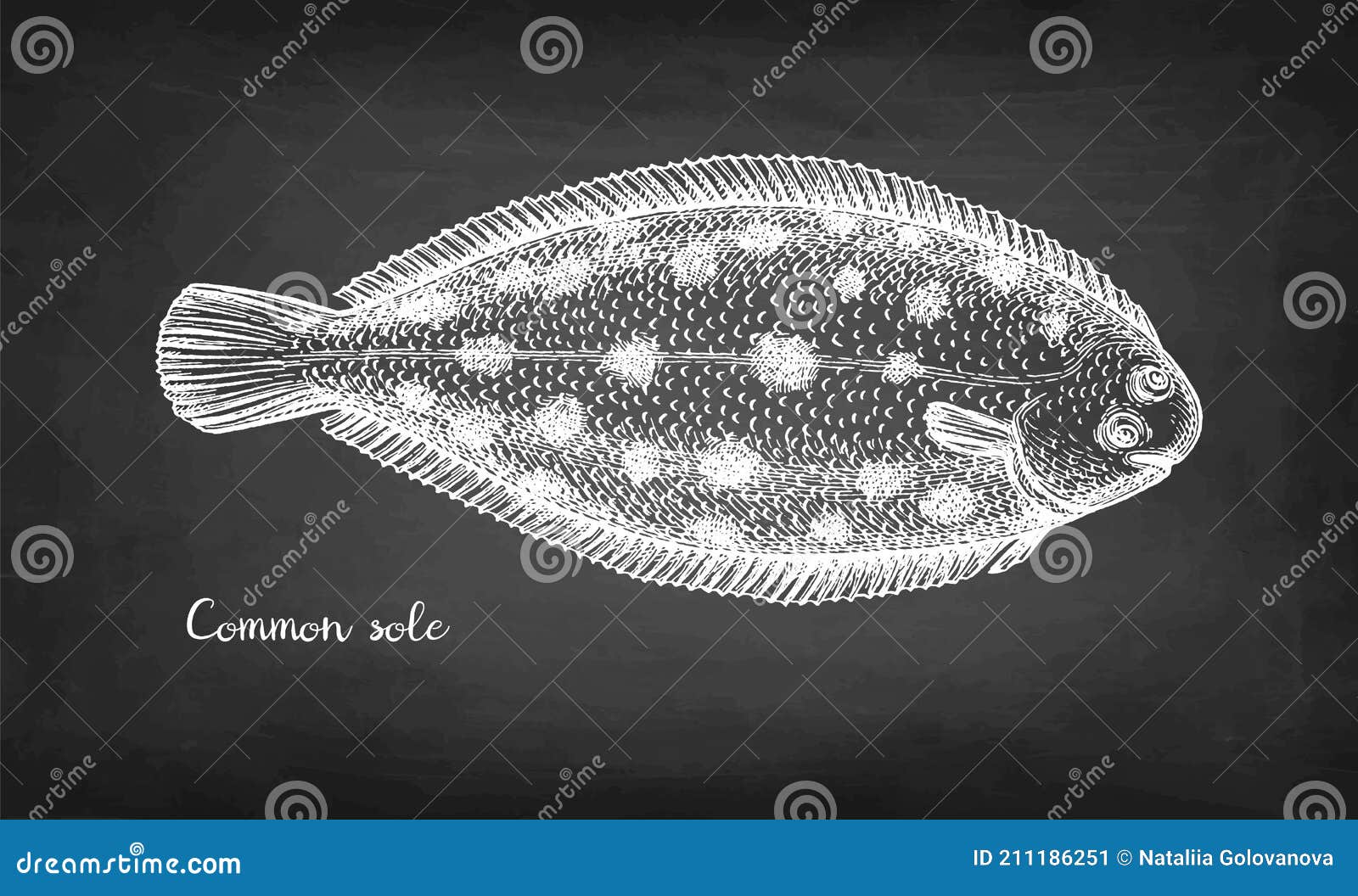 Flatfish. Hand Drawn Black Outline Vector Realistic Illustration ...