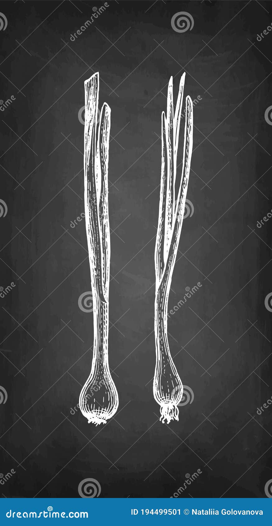 Chalk sketch of scallion. stock vector. Illustration of garlic - 194499501