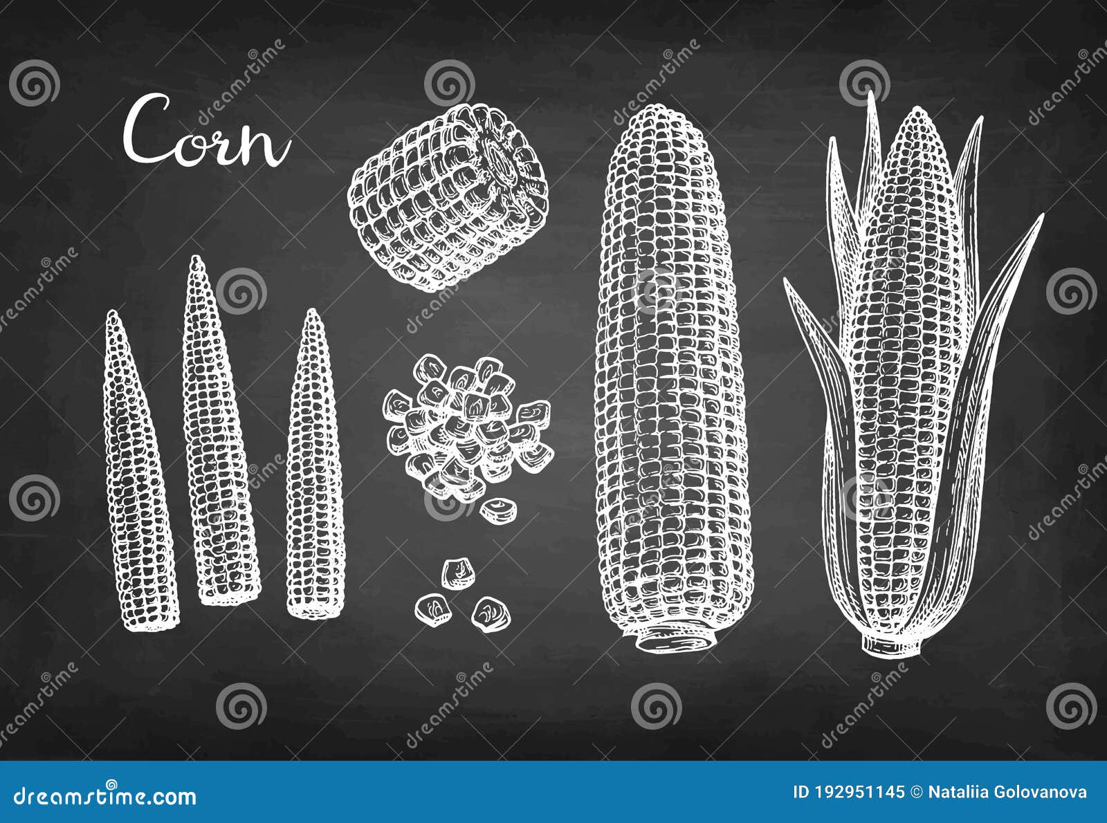 Chalk sketch set of corn. stock vector. Illustration of nature - 192951145