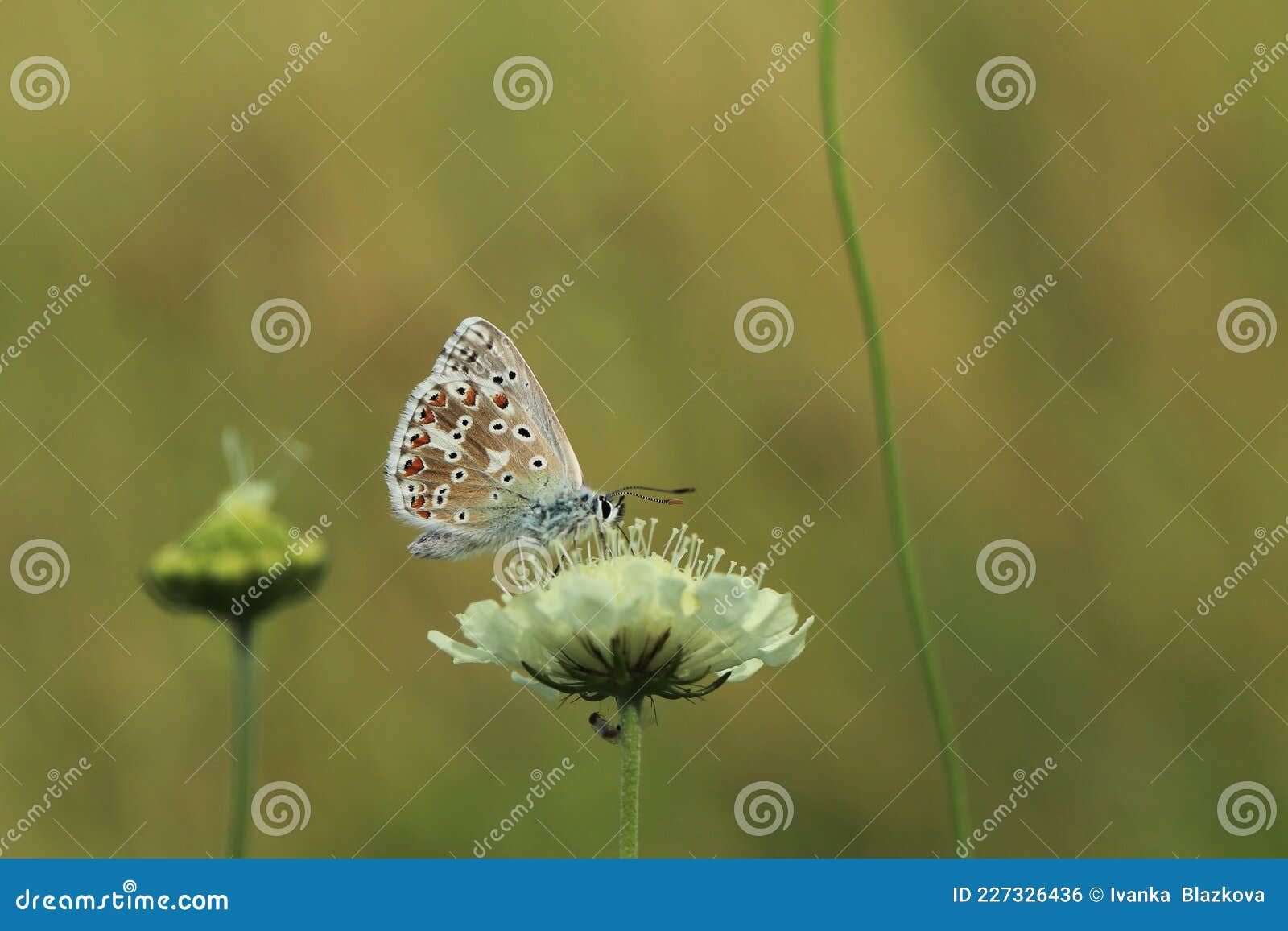 Chalkhill blue underside stock photo. Image of lysandra - 227326436